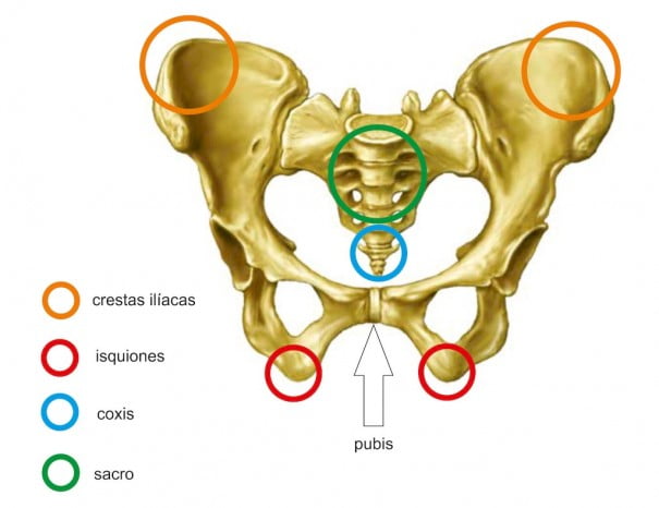 Pelvis | Yoga en Red