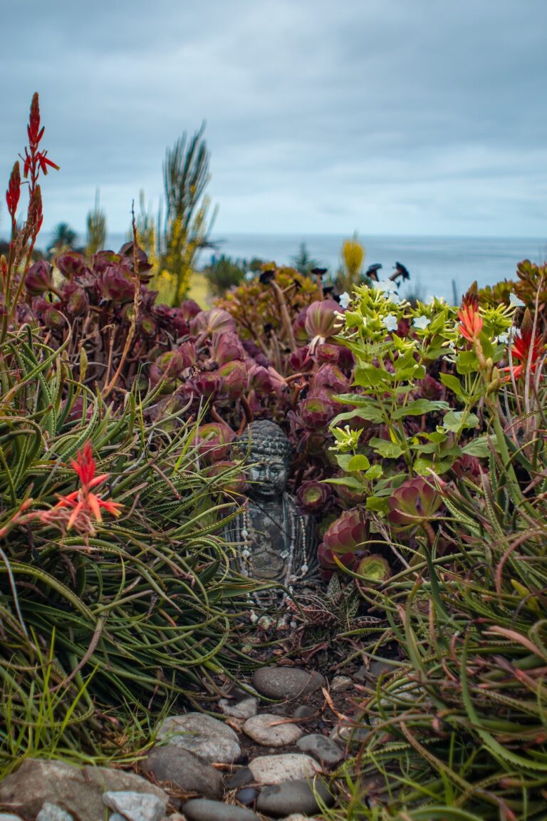 Meditación y corazón compasivo | Yoga en Red Meditación y corazón compasivo