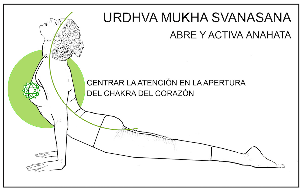 Tabla de ásanas nacida de la observación de los animales (2) | Yoga en Red