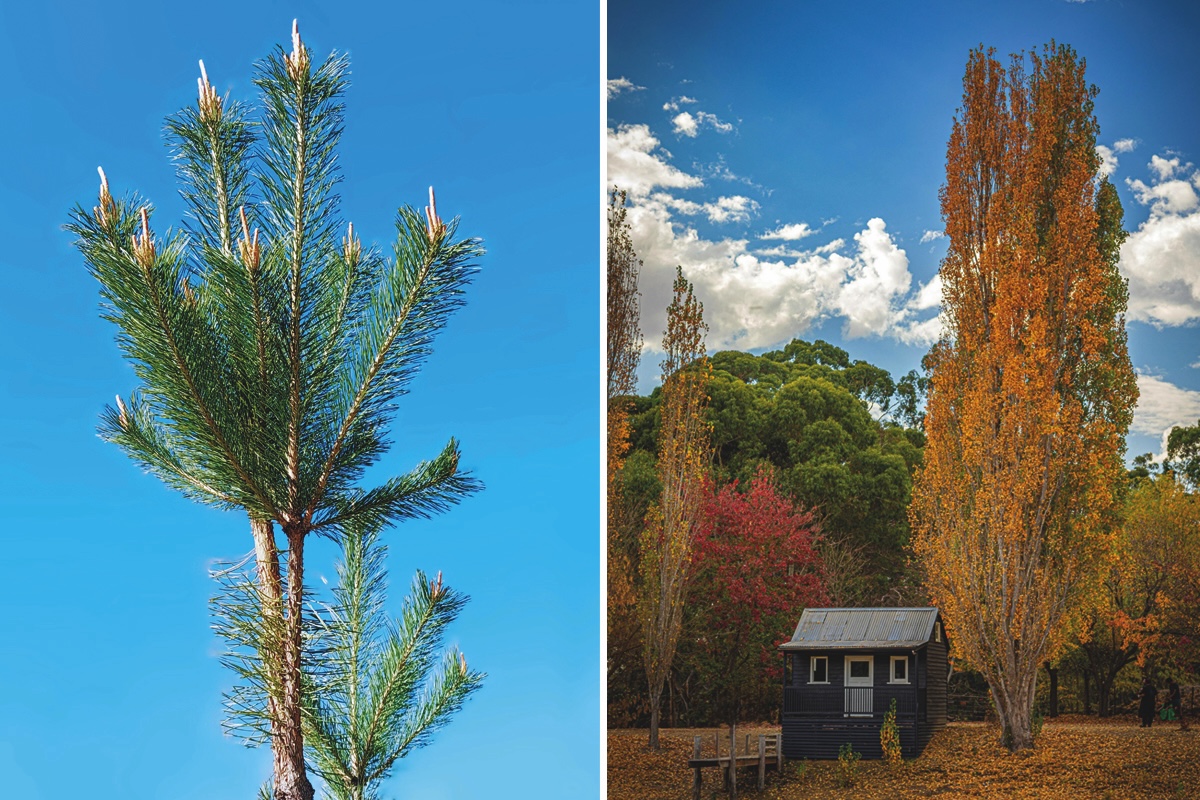 Yoga Sūtra: El cambio (parināma) 2ª parte, por Martyn Neal | Yoga en Red